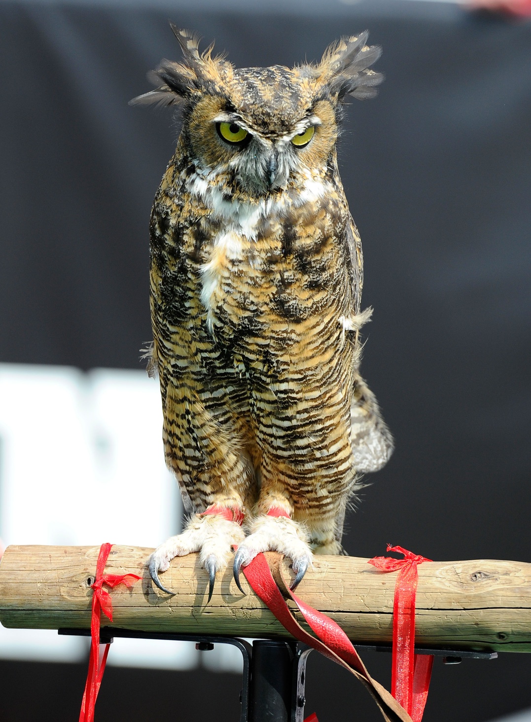 Rich Barnes’ photo Gallery: Navy vs. Temple – Temple Football Forever